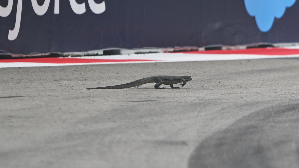 F1: Singapore GP practice halted by large lizard on track - Sportstar
