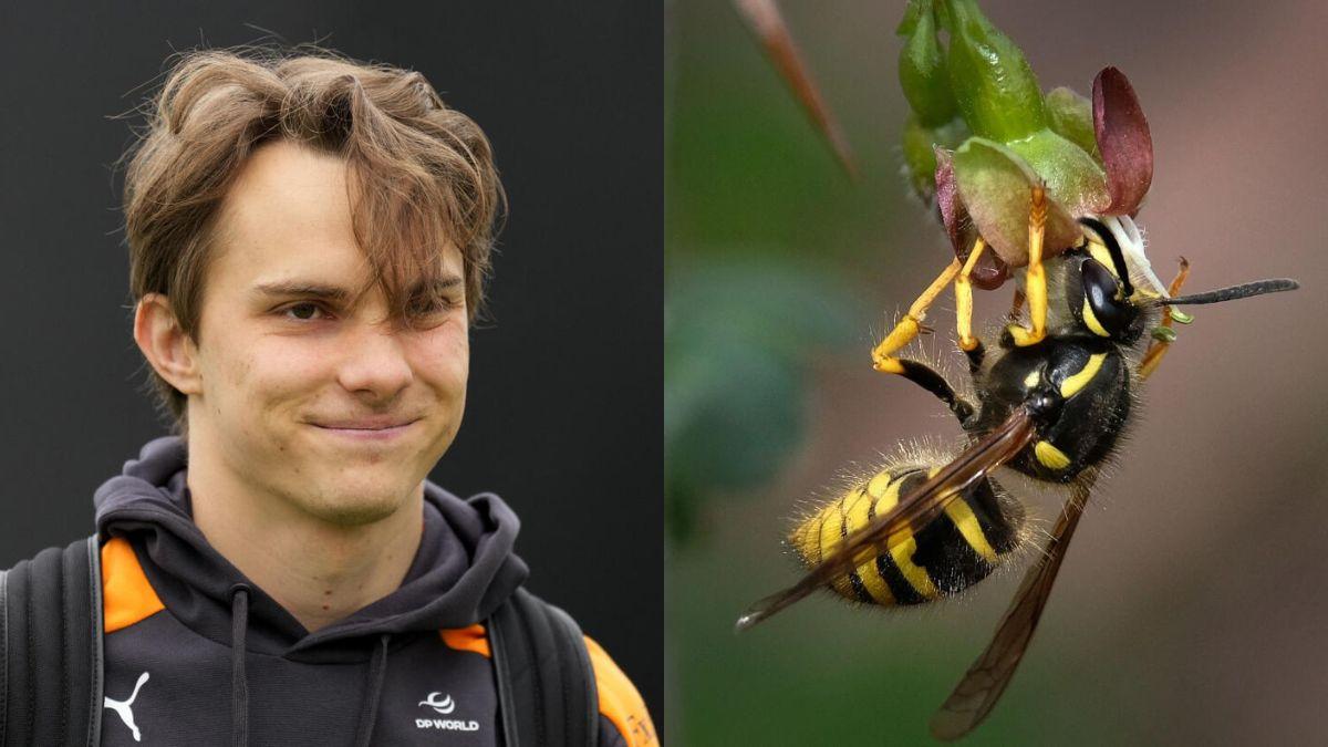 Ancient wasp species named after Oscar Piastri - Sportstar